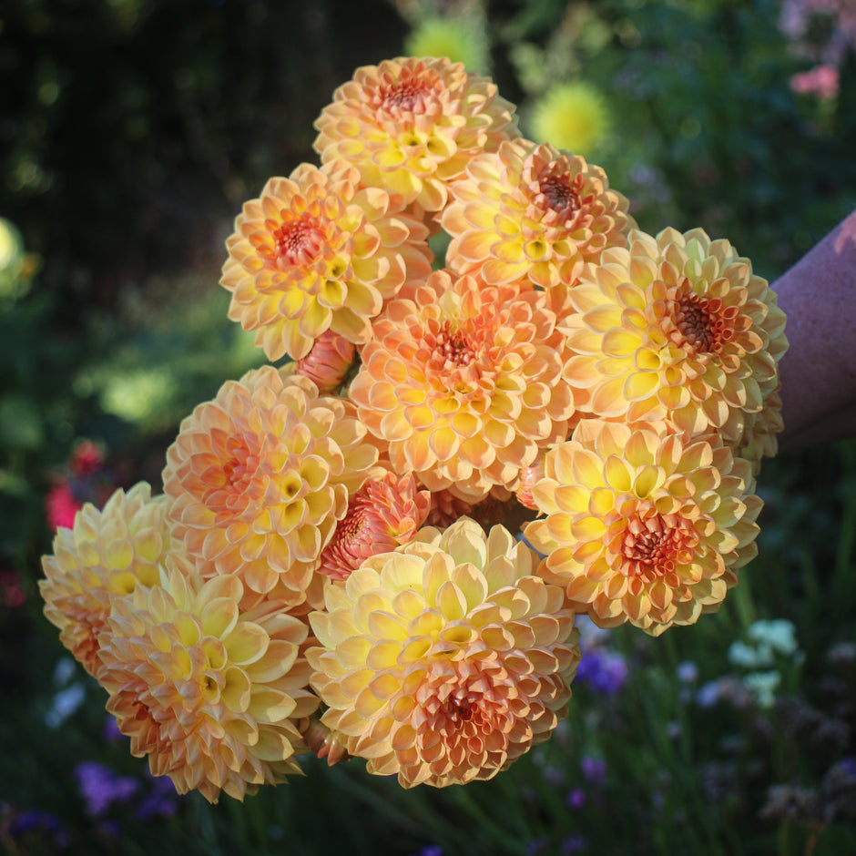 Dahlia varieties for 2025 – Frankies Flower Farm