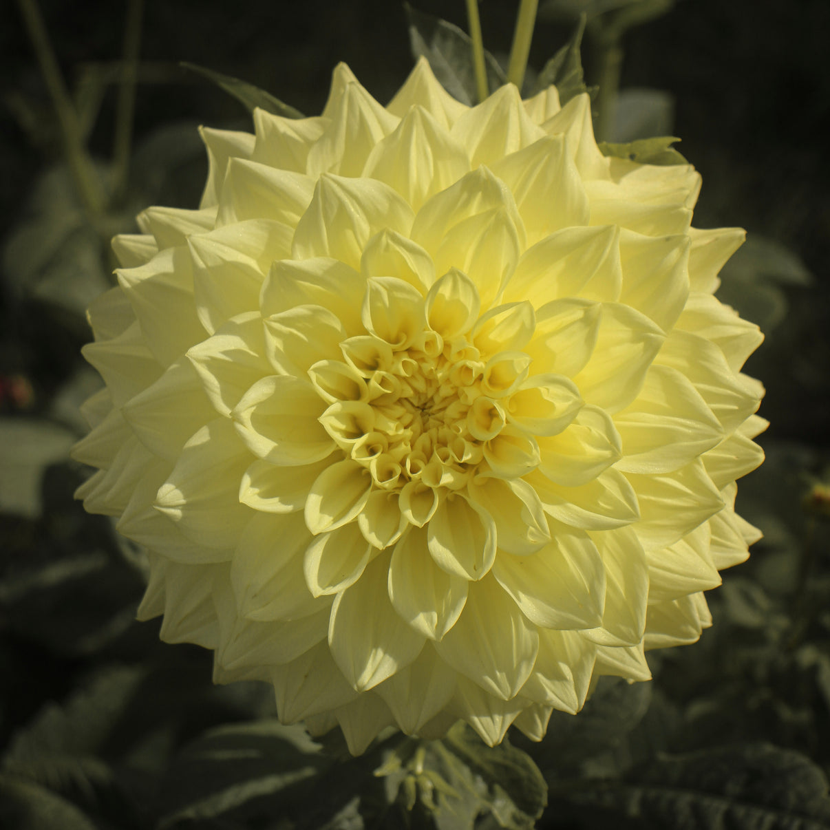 Westerton Harry – Frankies Flower Farm