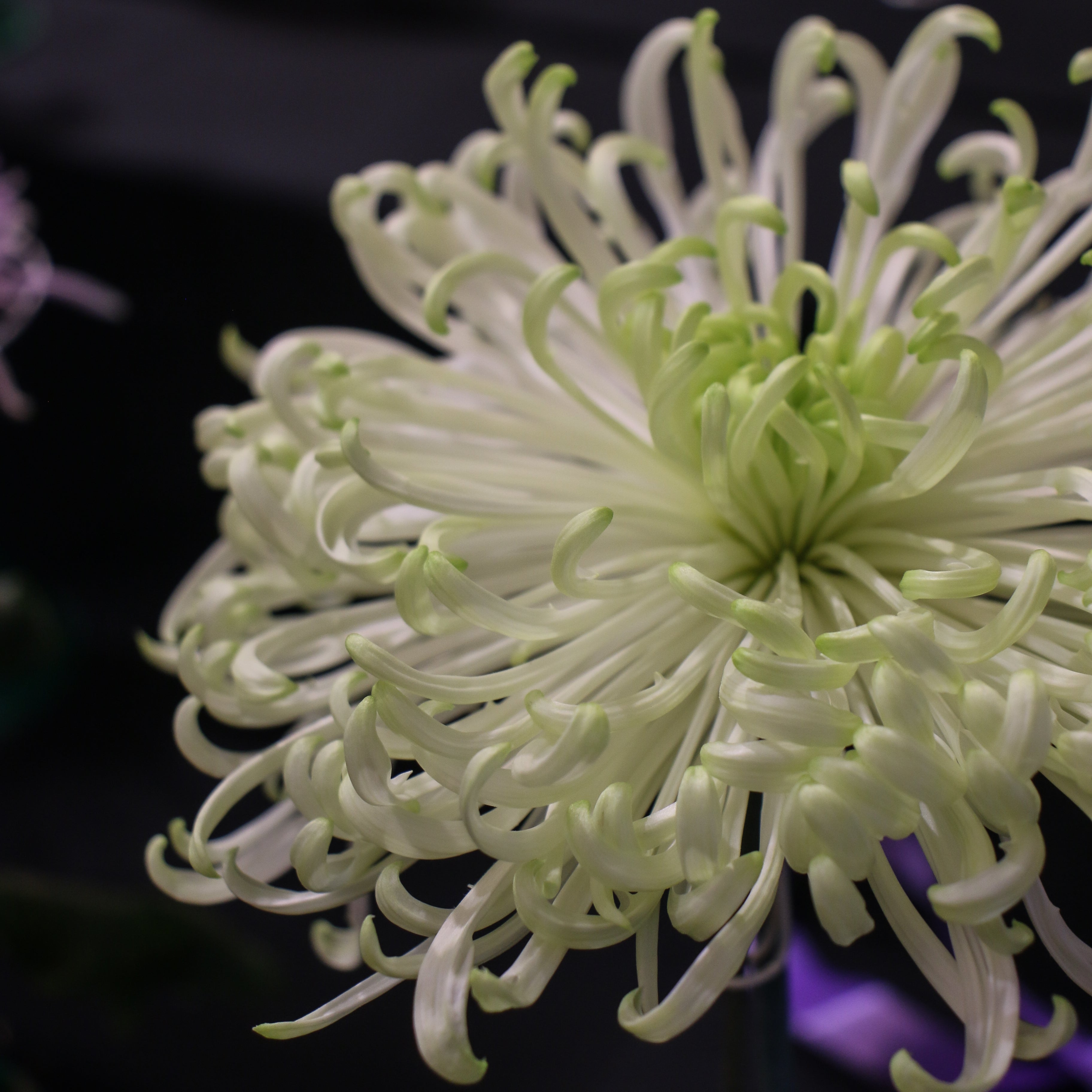 Green Nightingale – Frankies Flower Farm