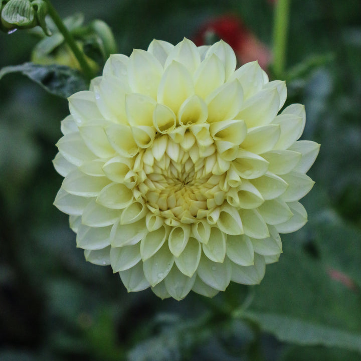 Dahlia varieties for 2025 – Frankies Flower Farm